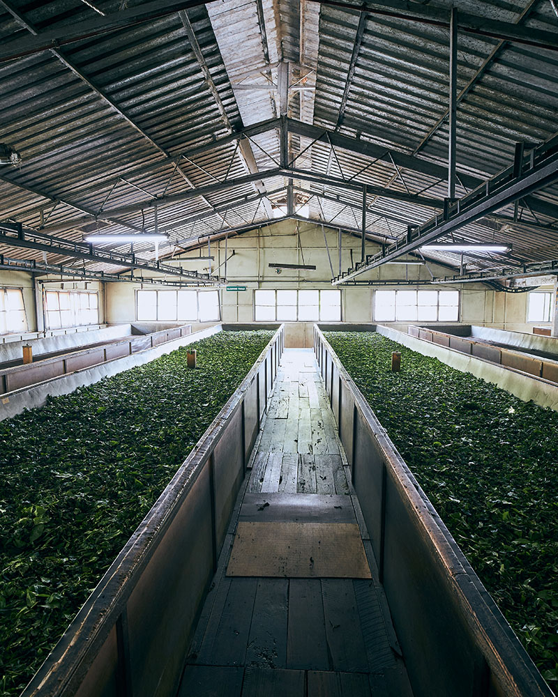 ERP for Tea Industry in Sri Lanka - Blue Lotus 360